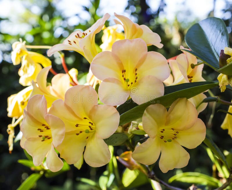 Flor De Azalea Amarela, Nome Latino Rhododendron Luteum, Em Flor Plena ...