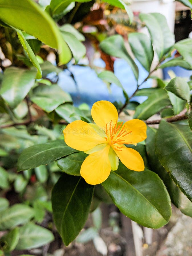 Flor Do Amarelo Da Planta Da Fortuna Da árvore Do Dinheiro Imagem de ...