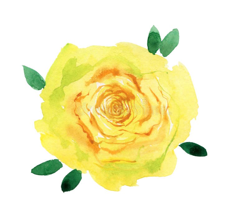 Flor Amarela Do Hibiscus Da Aquarela Ilustração Stock - Ilustração de ... Flor Amarela Do Hibiscus Da Aquarela Ilustração Stock - Ilustração de ...