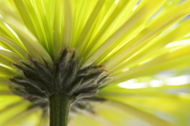 Flor amarilla de la momia foto de archivo. Imagen de fresco - 2380464
