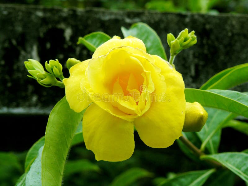 Alamanda Floral Amarilla Allamanda Catártica Imagen de archivo - Imagen ...