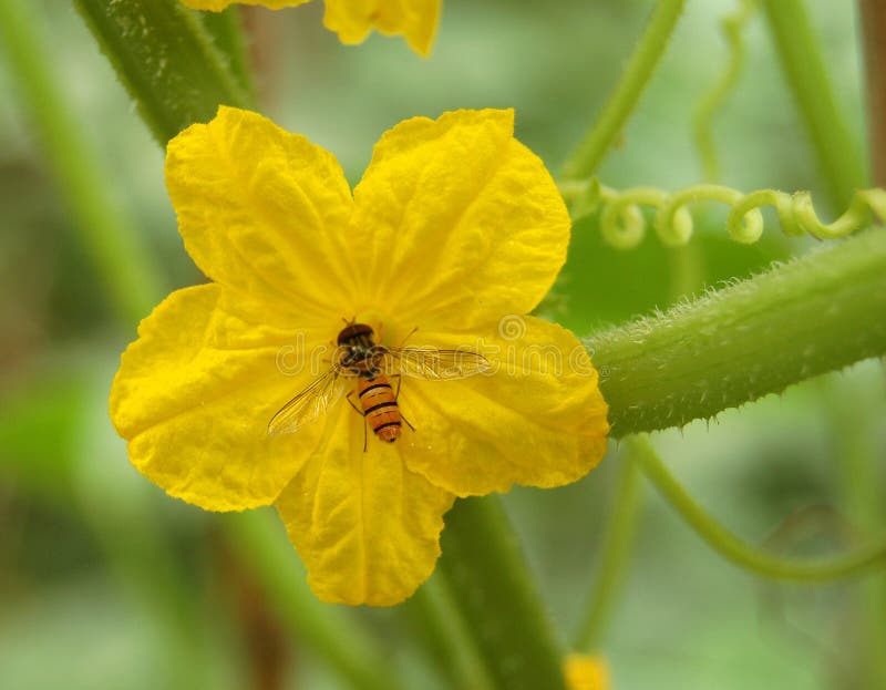 Flor Amarilla Del Pepino En Un Invernadero Foto de archivo - Imagen de ...