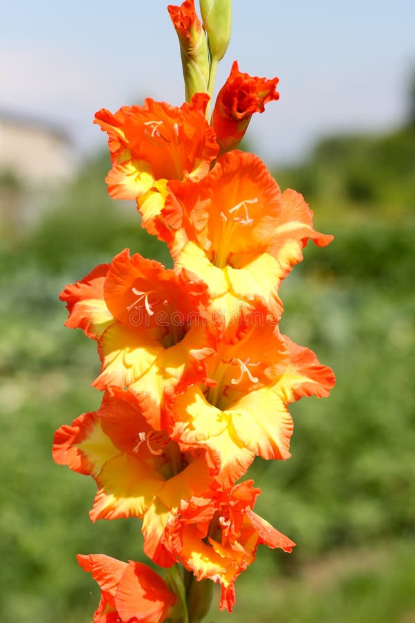 Flor Amarillo-naranja De Un Gladiolo Foto de archivo - Imagen de planta ...