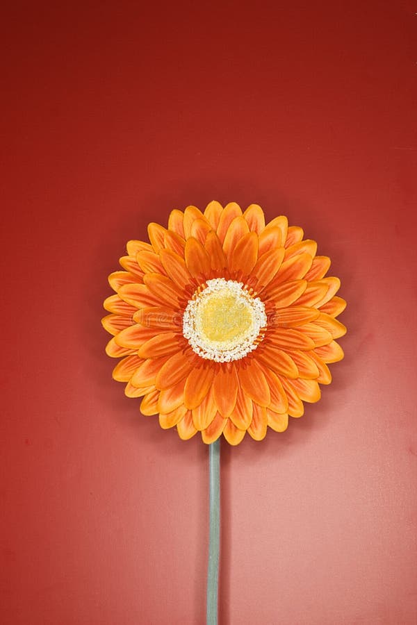 Flor anaranjada 4 foto de archivo. Imagen de cuidado, anaranjado - 1099226