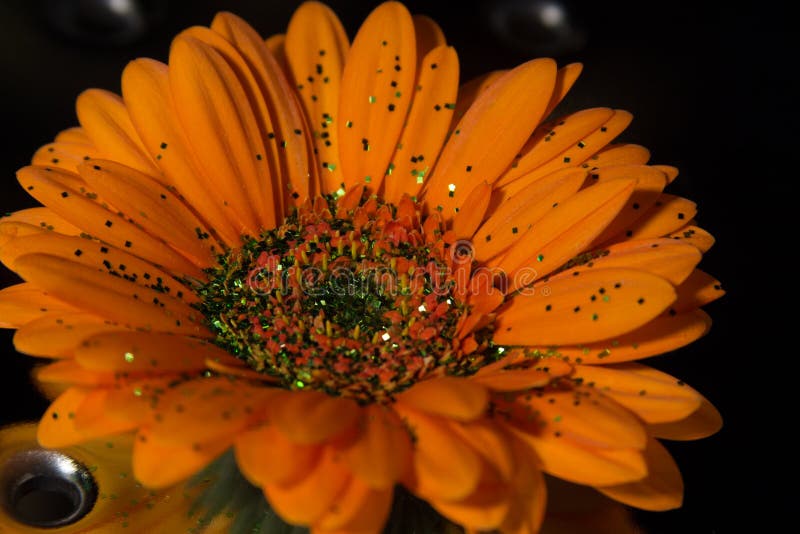 Flor anaranjada foto de archivo. Imagen de pétalos, lluvioso - 77389020