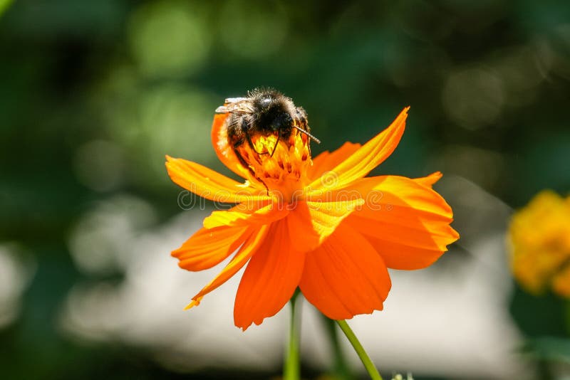 Flor Anaranjada, Amarilla Del Campo Con Una Abeja Foto de archivo ...