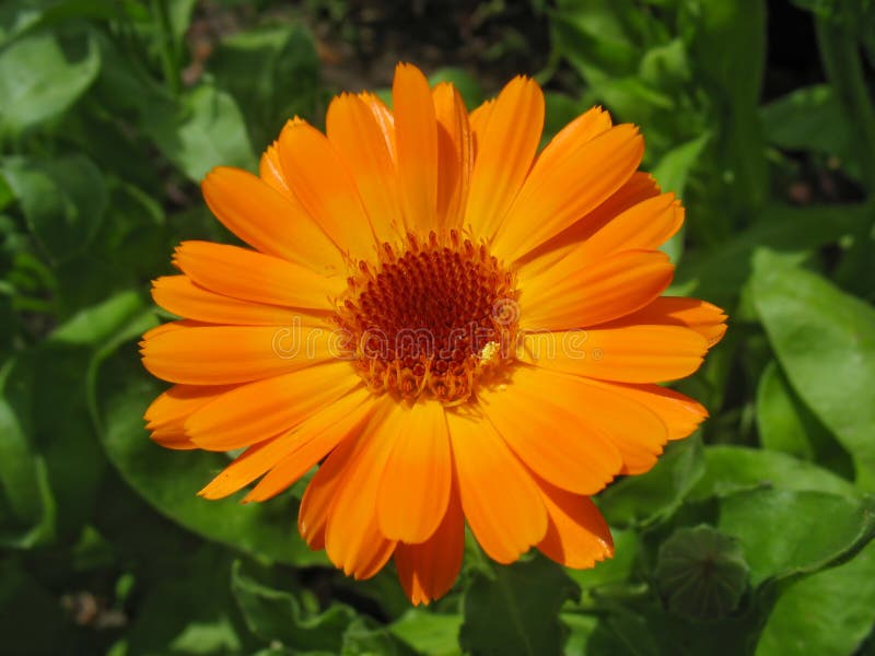 Flor Anaranjada Brillante Del Calendula Imagen de archivo - Imagen de ...