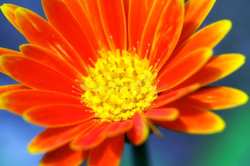 Flor anaranjada de neón imagen de archivo. Imagen de margarita - 21095277