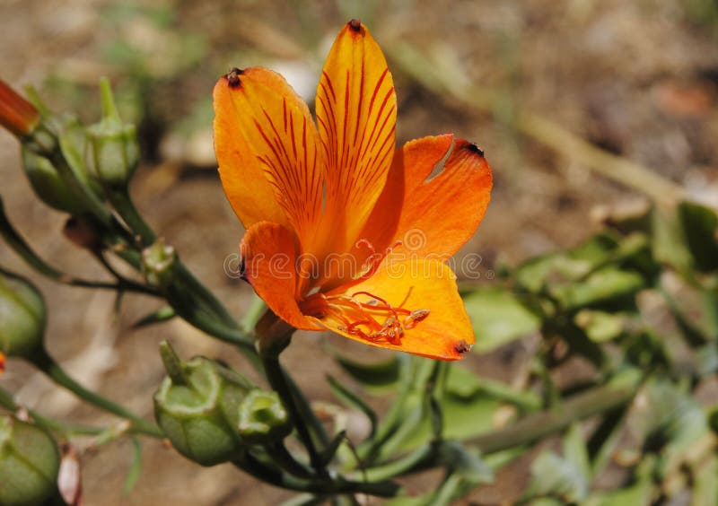 Flor anaranjada del color foto de archivo. Imagen de flor - 17559688