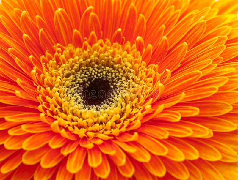 Flor Anaranjada Del Gerbera Foto de archivo - Imagen de brillante ...