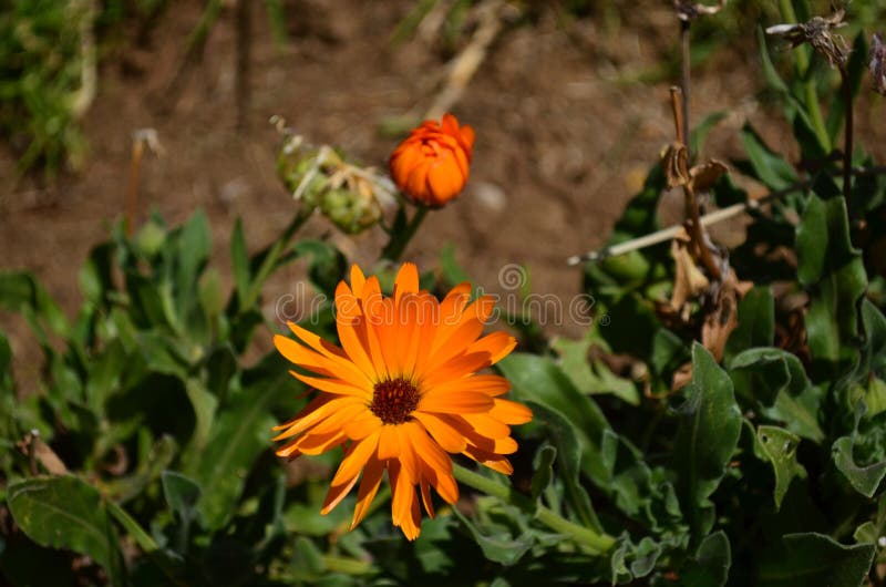 Flor Anaranjada En Chimborazo, Ecuador Foto de archivo - Imagen de flor ...