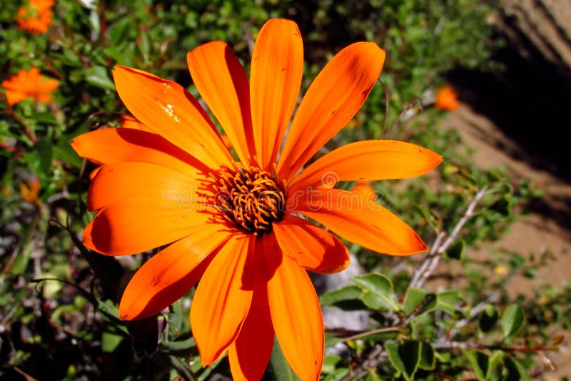 Flores Anaranjadas Entre Verde Foto de archivo - Imagen de nadie ...