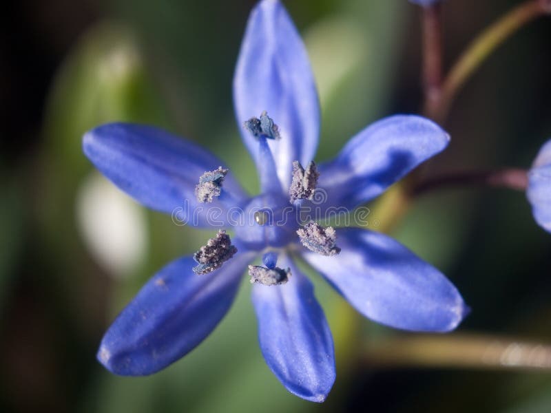 Flor azul imagem de stock. Imagem de pequeno, floral - 18950159