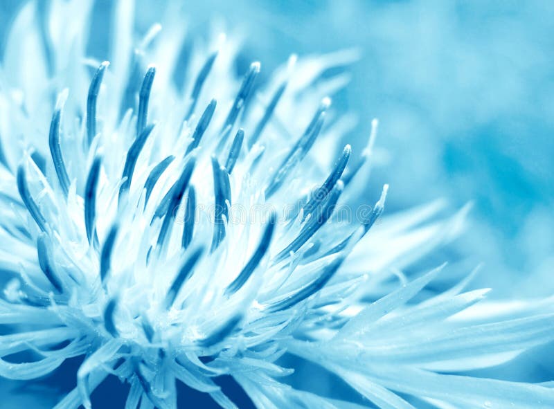 Flor azul foto de archivo. Imagen de color, macro, florecimiento - 2242578