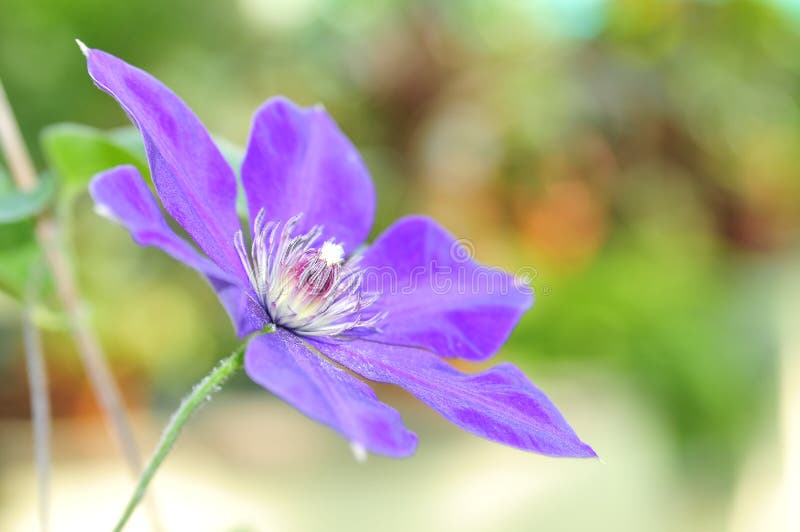 Flor del añil foto de archivo. Imagen de azul, planta - 7621098
