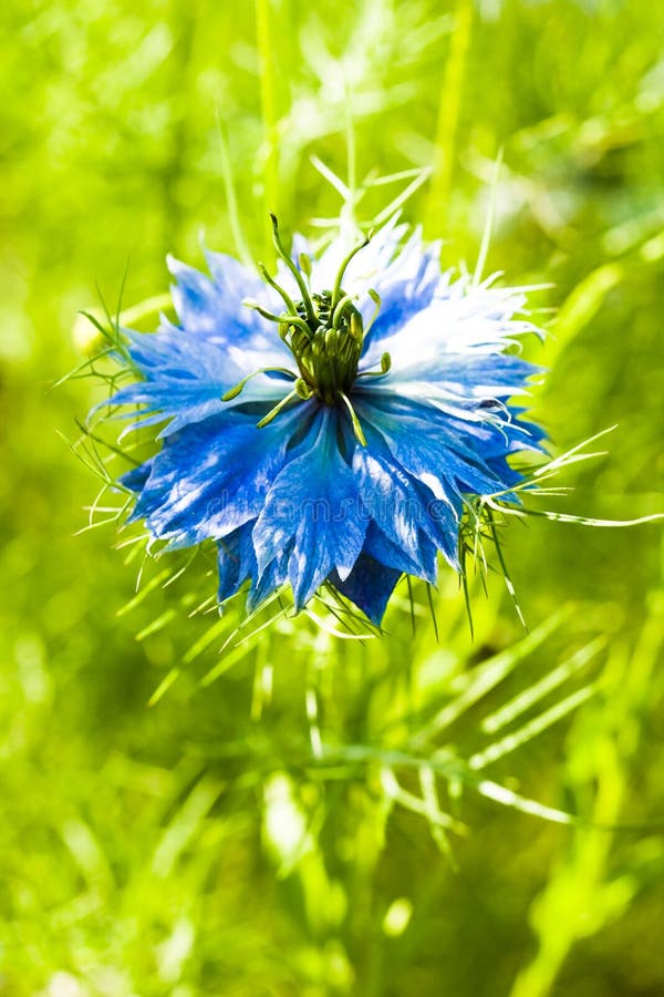Flor del añil foto de archivo. Imagen de azul, planta - 7621098