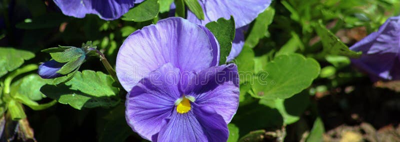 A Flor Azul Celestial Do Amor Perfeito Tem Flores Perfumadas Foto de ...