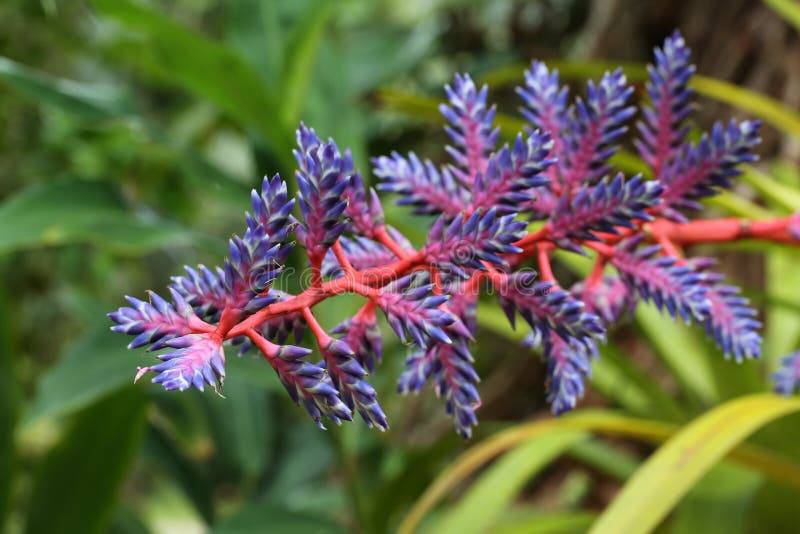 Flor Azul Da Bromeliácea Do Tango De Aechmea Foto de Stock - Imagem de ...