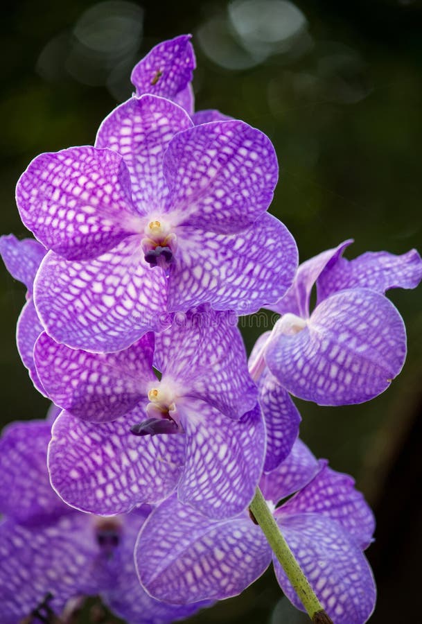 Vanda azul foto de stock. Imagem de colorido, pétala - 36062552