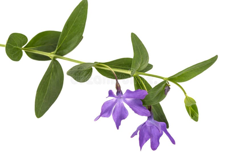 Flor Azul Da Pervinca, Lat Vinca, Isolado No Backgro Branco Foto de ...