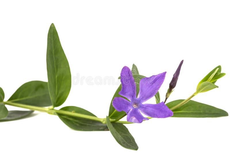 Flor Azul Da Pervinca, Lat Vinca, Isolado No Backgro Branco Imagem de ...