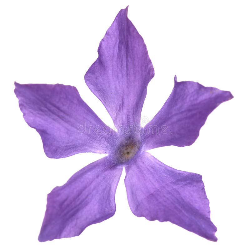 Flor Azul Da Pervinca, Lat Vinca, Isolado No Backgro Branco Foto de ...