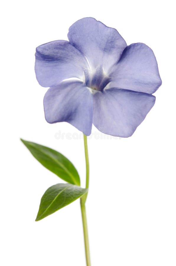 Flor Azul Da Pervinca No Fundo Branco Foto de Stock - Imagem de menor ...