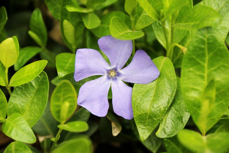Flor Azul Da Pervinca No Fundo Das Folhas Verdes Imagem de Stock ...
