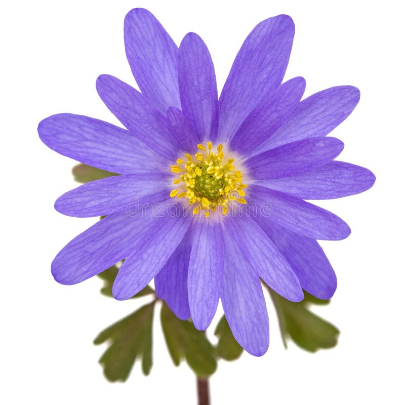 Flor Azul De Aster Aislada En Un Fondo Blanco Foto de archivo - Imagen ...
