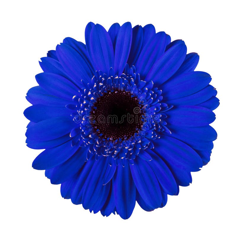 Flor Azul Del Gerbera Aislada Foto de archivo - Imagen de frescura ...