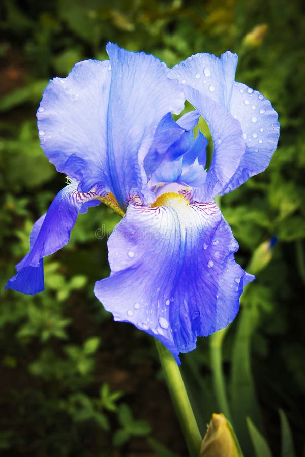 Flor Azul Del Iris, Primer En Background_ Verde De La Hierba Imagen de ...