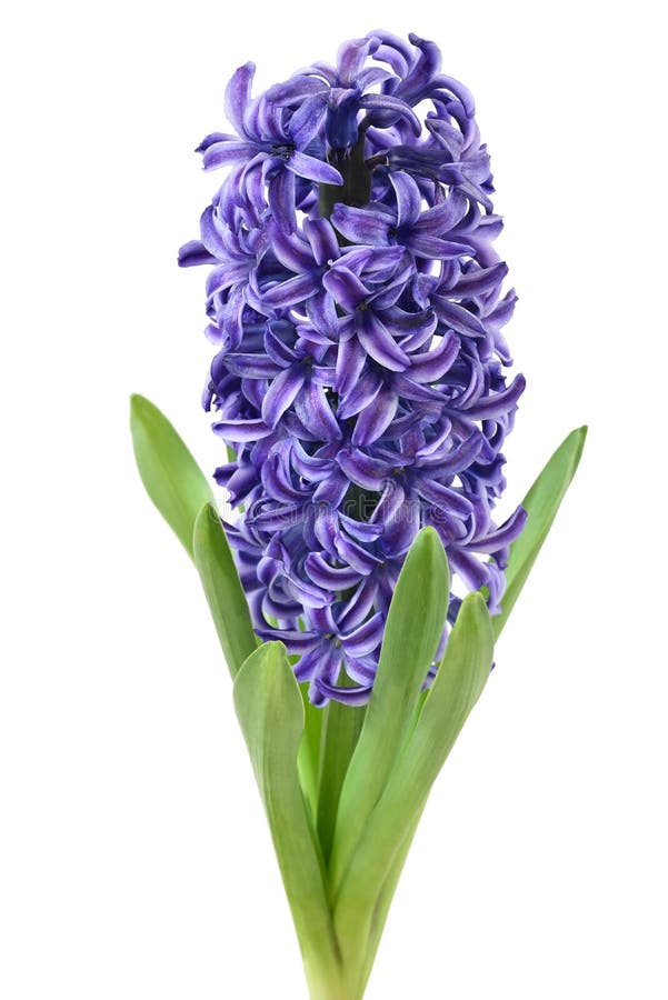 Flor azul del jacinto imagen de archivo. Imagen de frescura - 53004813