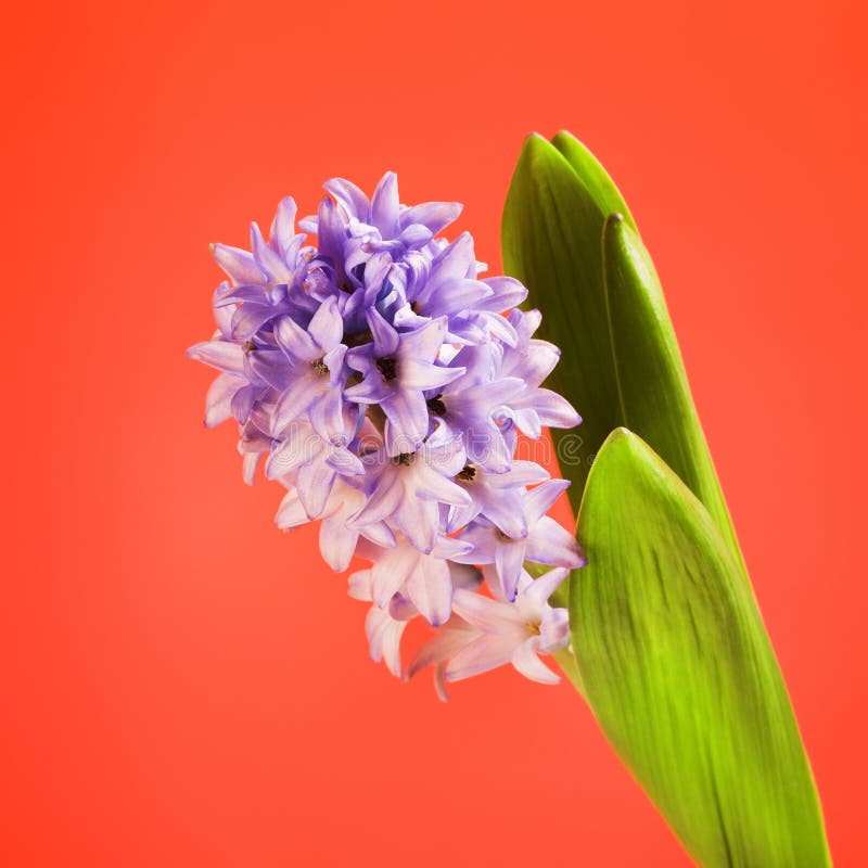 Flor azul del jacinto imagen de archivo. Imagen de planta - 69477613