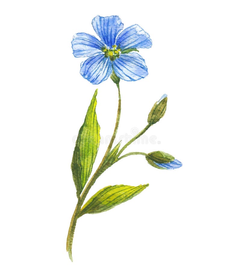 Flor Del Lino (usitatissimum De Linum) Ilustración del Vector ...