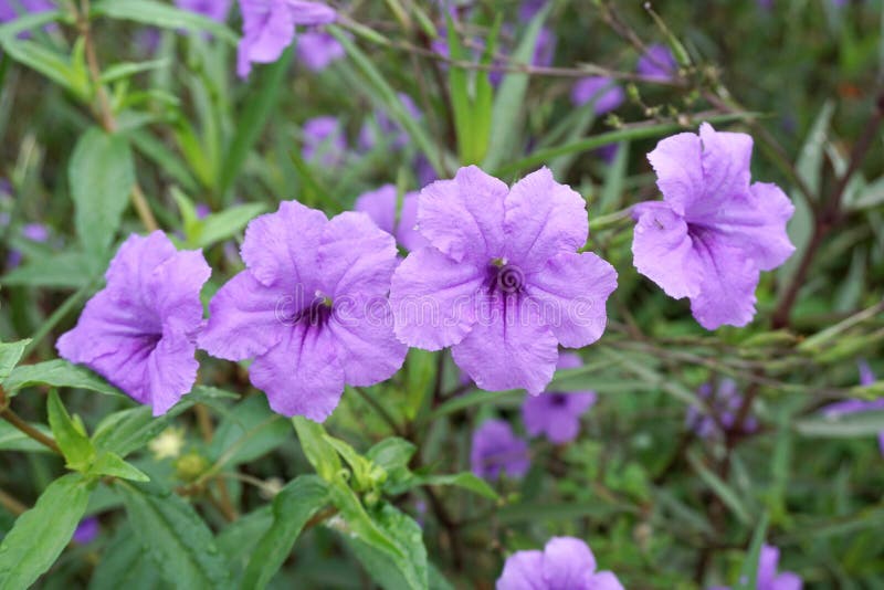 Flor Azul Del Tuberosa De Ruellia Foto de archivo - Imagen de planta ...