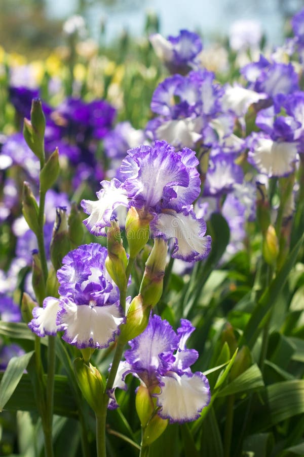Flor Azul Delicada Del Iris Imagen de archivo - Imagen de fondo, huerta ...