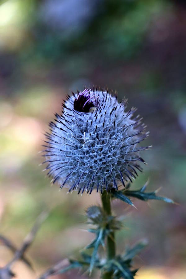 Flor Azul Do Cardo Com Espinhos Pequenos Foto de Stock - Imagem de ...