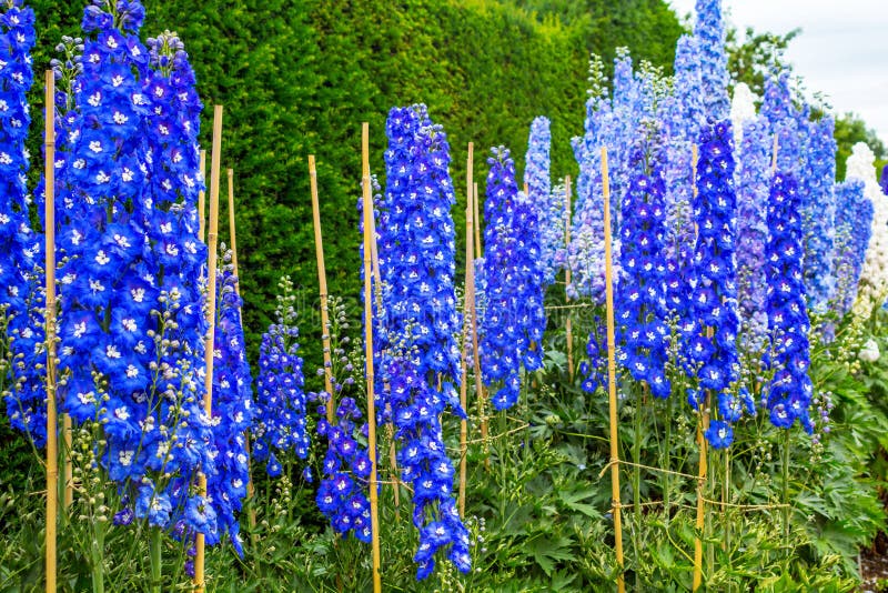 Flor do Delphinium foto de stock. Imagem de flora, botânica - 733034
