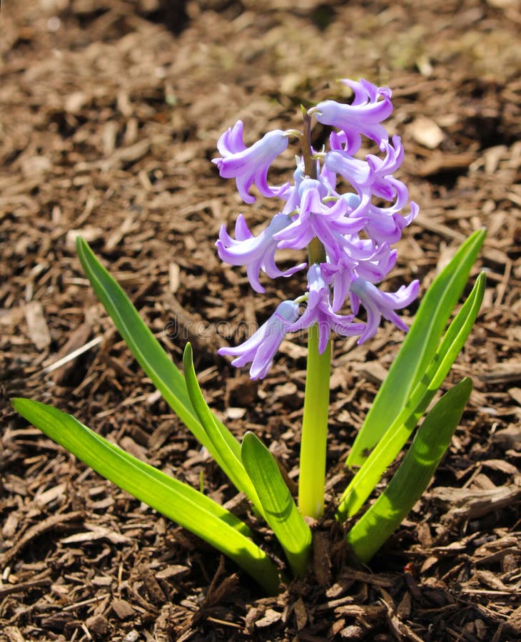 Flor Azul Do Jacinto Com As Folhas Na Terra Imagem de Stock - Imagem de ...