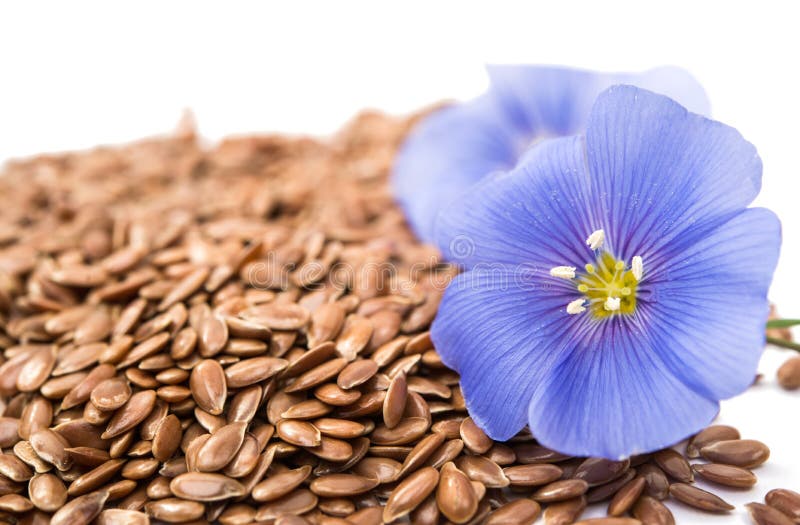 Flor Azul Do Linho Com As Sementes Isoladas Imagem de Stock - Imagem de ...