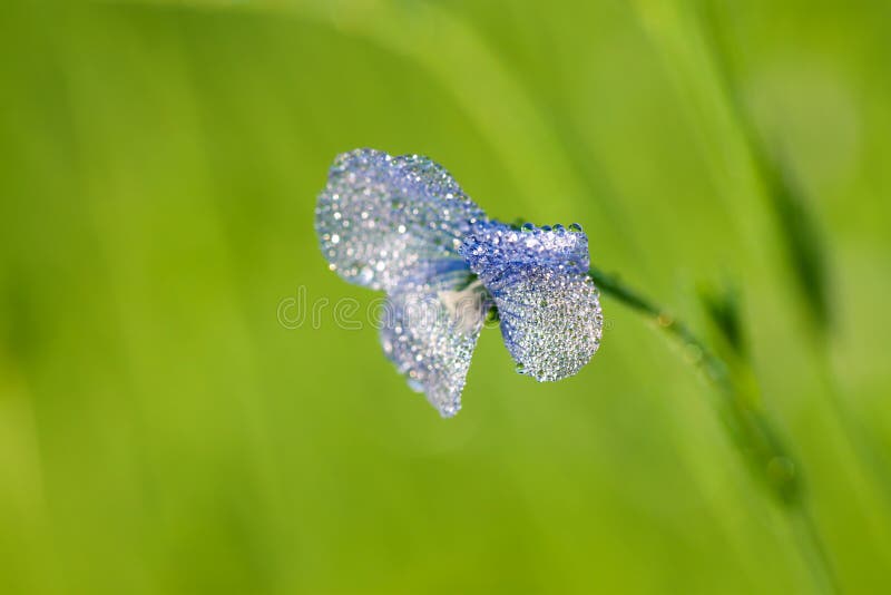 A Flor Azul Do Linho Floresce No Campo Foto de Stock - Imagem de prado ...