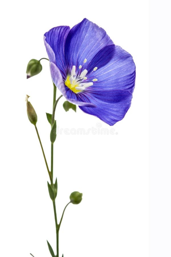 Flor Azul Do Linho, Isolada No Fundo Branco Foto de Stock - Imagem de ...