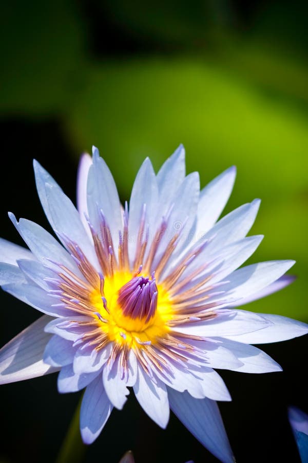 Flor de lótus azuis imagem de stock. Imagem de branco - 93144199