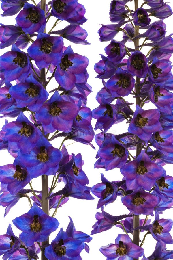 Flor azul hermosa foto de archivo. Imagen de flor, fondo - 6238844