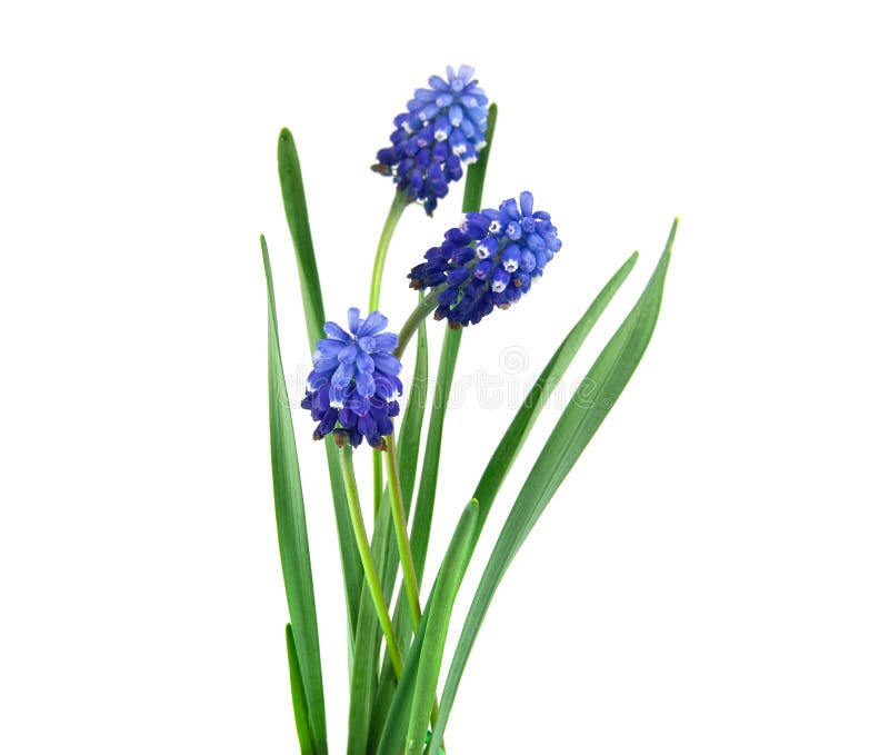 Flor Azul Hermosa Aislada En Blanco Foto de archivo - Imagen de planta ...