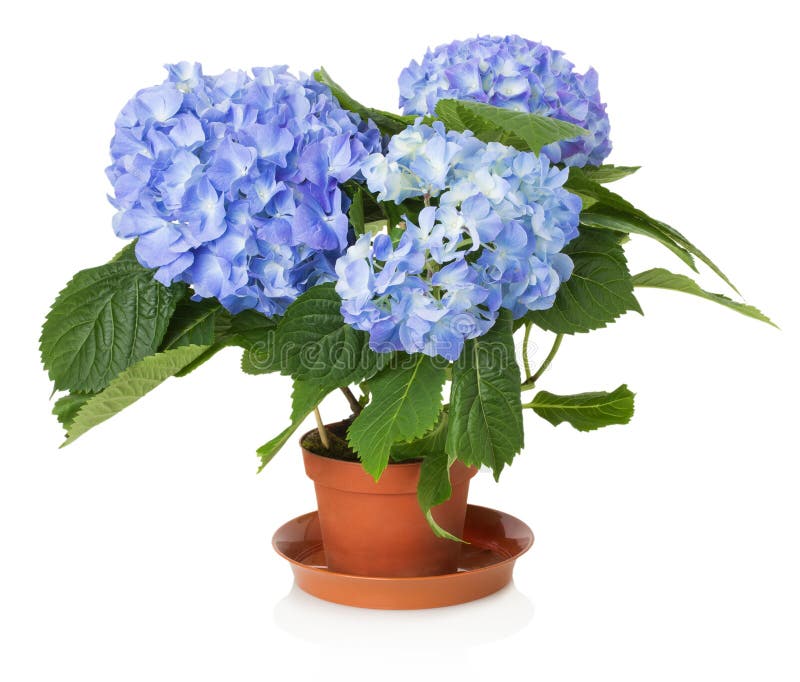 Flor Azul Hermosa De La Hortensia En Pote Foto de archivo - Imagen de ...