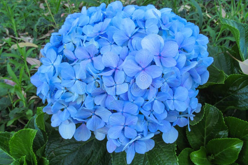 Flor azul natural imagen de archivo. Imagen de travieso - 95172163