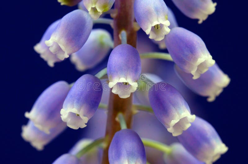 Flor Azul Y Blanca Del Muscari, Foto de archivo - Imagen de verano ...