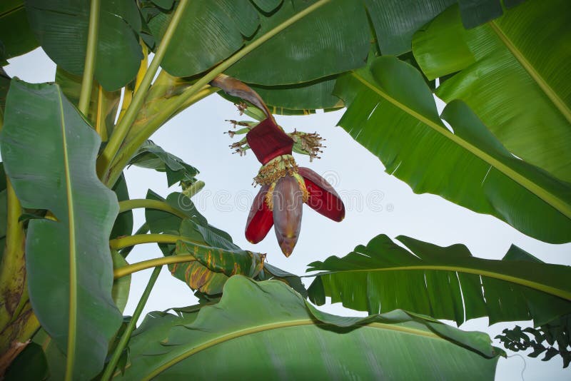 Flor bananera foto de archivo. Imagen de planta, grupo - 229149998