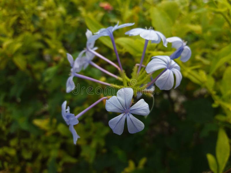 Plumbago Auriculata Lower or Bela-Emília (beautiful Emily) Stock Image ...